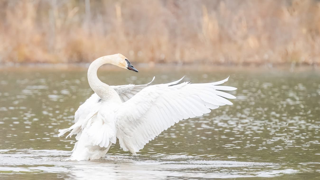 Simply Sunday – Piano Girl