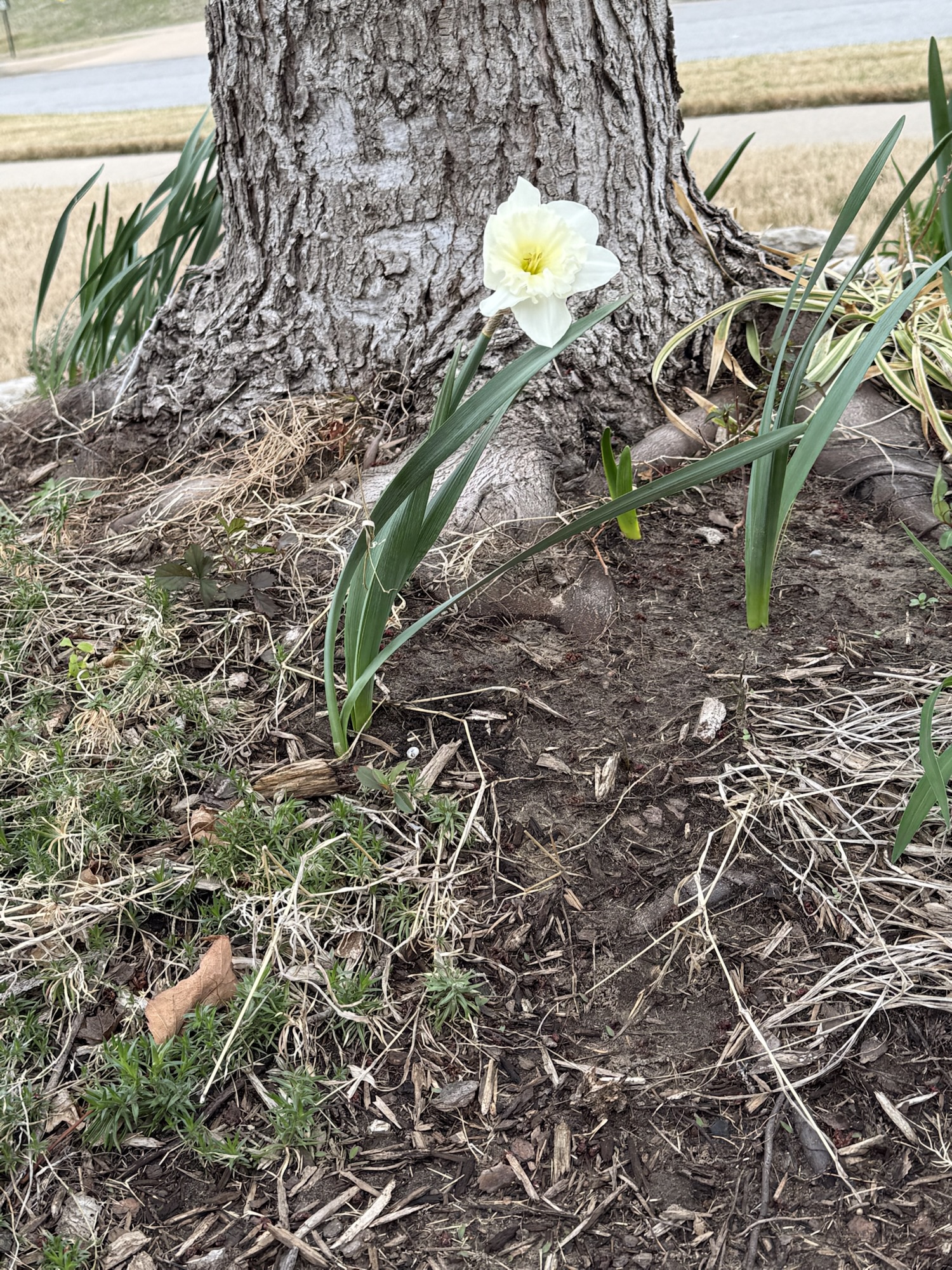 Simply Sunday – Piano Girl